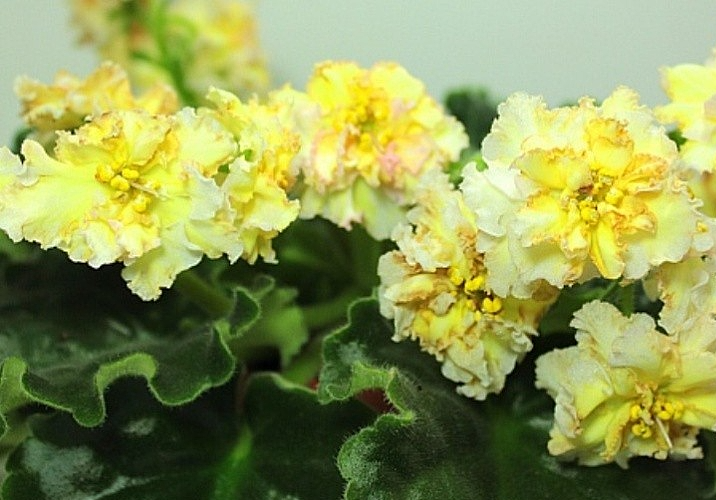 African Violet PLANT ~AV-SPONGE BOB (Rus) Ultra Rare! 2-1/2" Leafpot ...