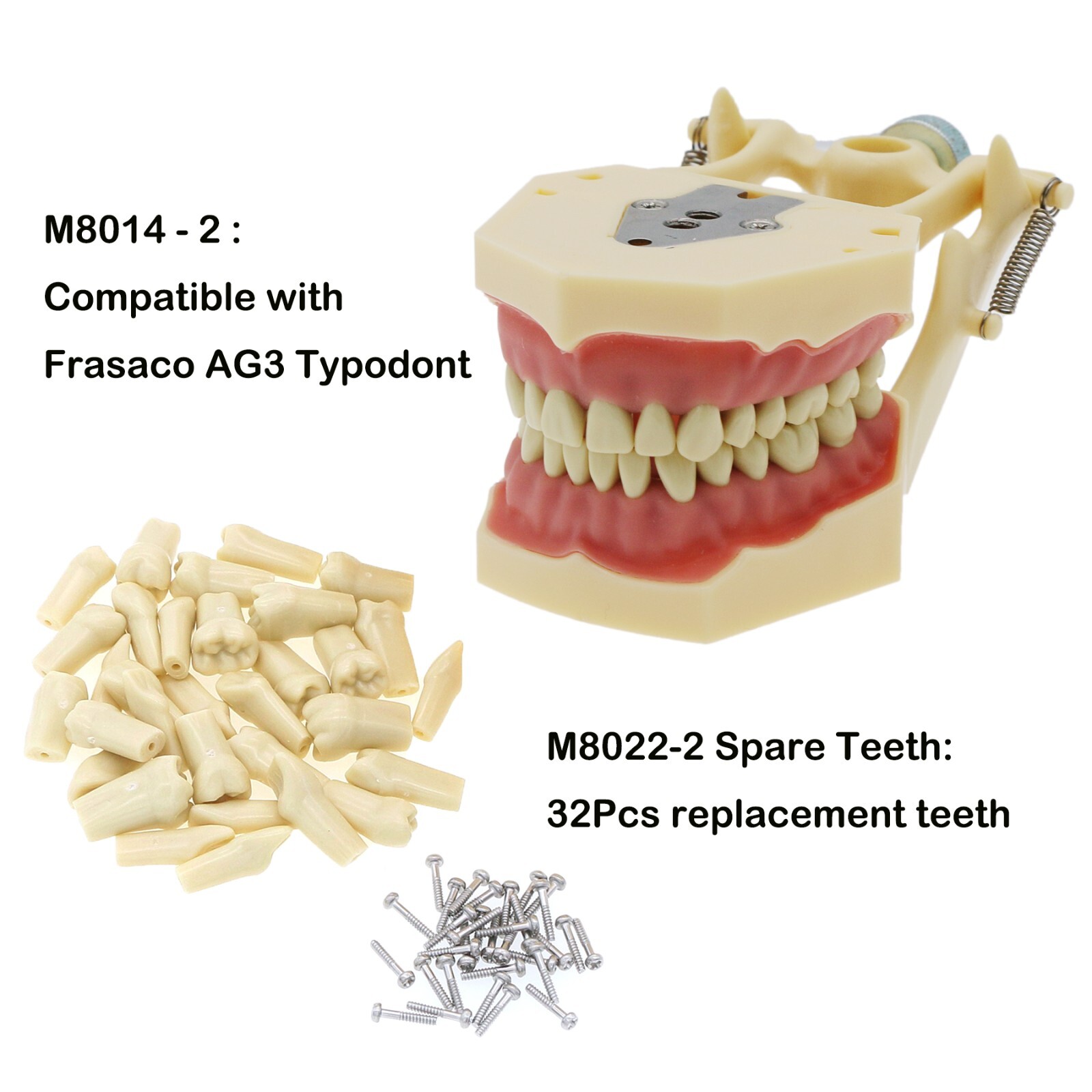 Frasaco AG3 Type Dental Restorative Typodont Model 32Pcs Removable ...