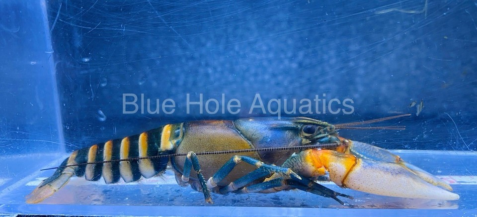 Blue Claw Zebra Crayfish (Cherax peknyi) 3-4” | eBay