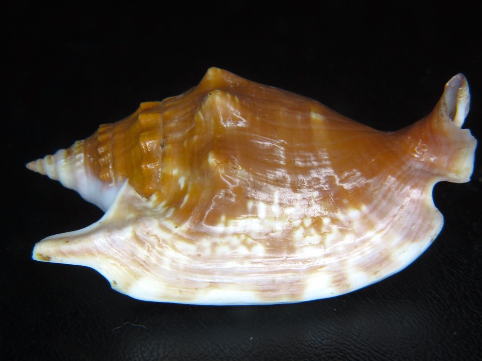 STROMBUS BULLA: GORGEOUS "CHOCOLATE DIPPED DORSUM" @ 66.06MM! | eBay