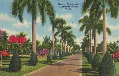 Postcard Stately Palms and Australian Pines Trees in Florida | eBay