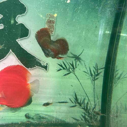 Rose Red Bulldog Discus 3 Inch Tropical Live Fish | eBay