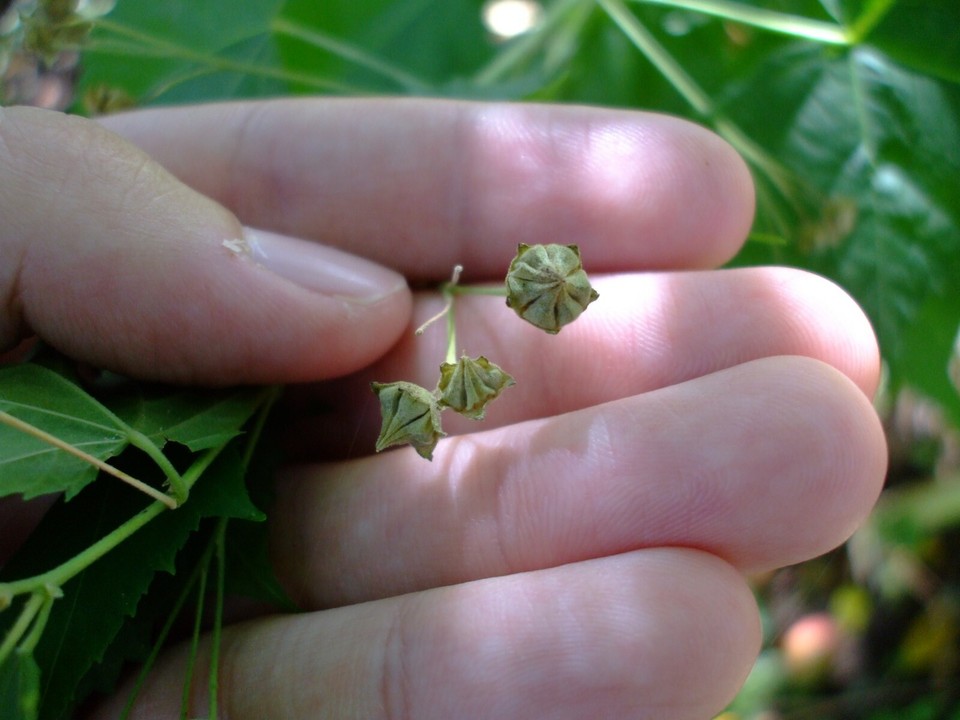 Sida hermaphrodita (Virginia Fanpetals) wildflower seed packet, Z 5 -7 ...