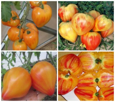 Томат Orange Russian 117 Семена Tomate Samen Seeds | eBay.de