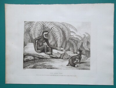 AESOP FABLES Ape & Fox - 1810 Original Etching Antique Print by S ...