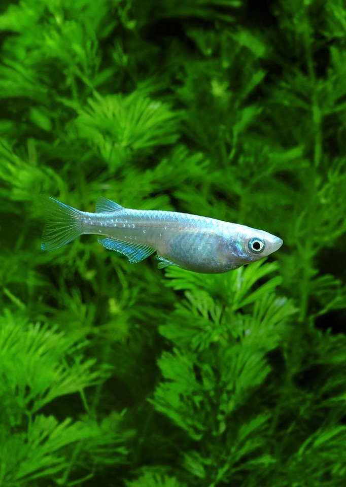 Platinum Medaka Japanese Rice Fish Eggs x 15 | eBay UK