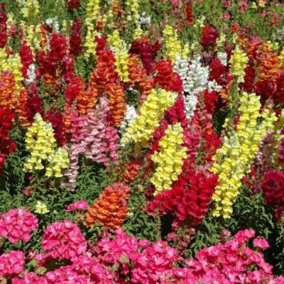 6x Antirrhinum Cheerio Mixed Plug Plants Flower -Ready now | eBay UK