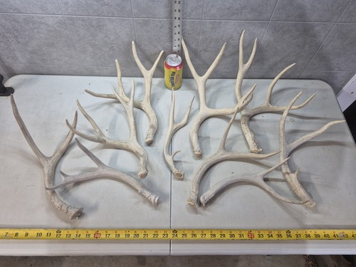 5lbs! Bulk Lot MULE DEER! Cgrade Antler Shed Cuts Horn Rack Decor ...