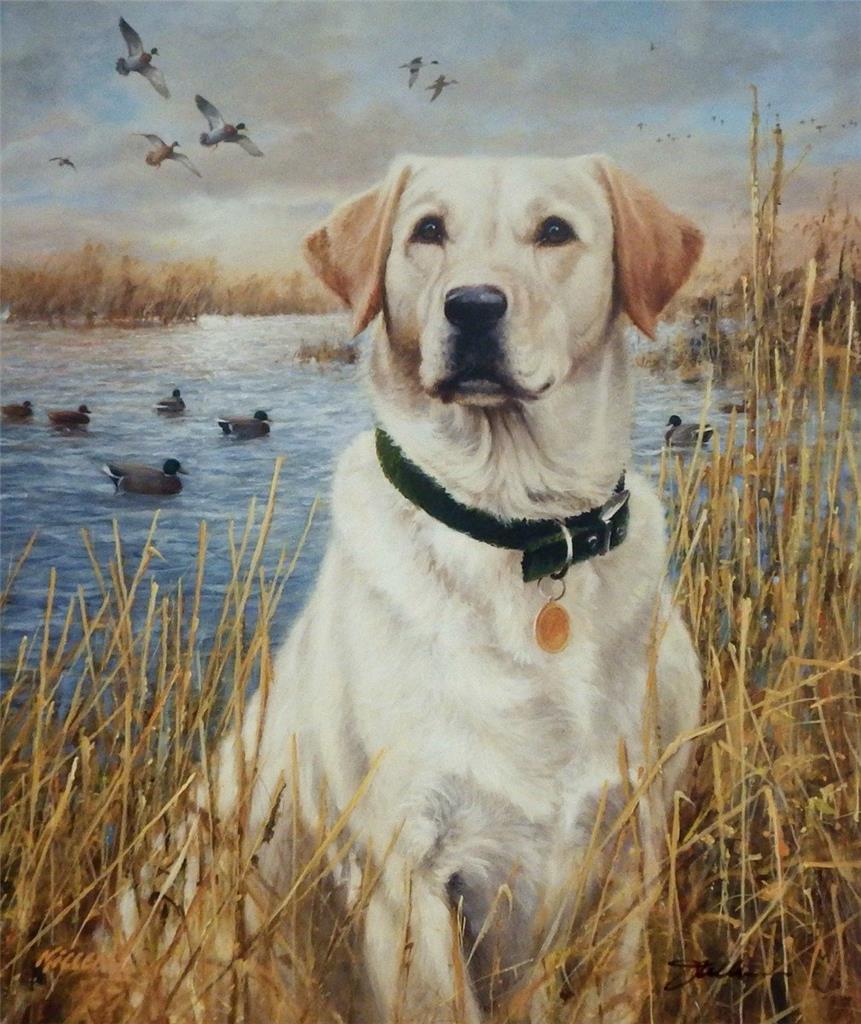 Yellow Labs Hunting 19 Yellow/Red Labradors Ideas | Red Labrador,