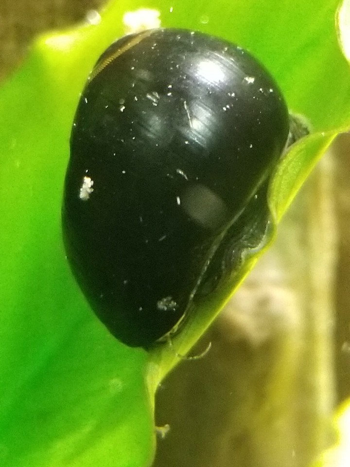 10 Live Freshwater Olive Nerite Snails Eats lots of algae great ...