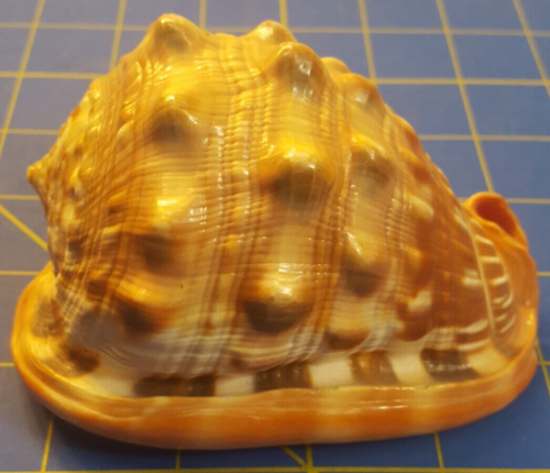 HORNED HELMET BULL MOUTH CONCH TIGER STRIPED SHELL SEASHELL | eBay