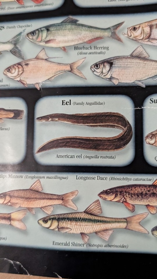Fishes of Pennsylvania Fish Species Identification Poster 24x18" | eBay