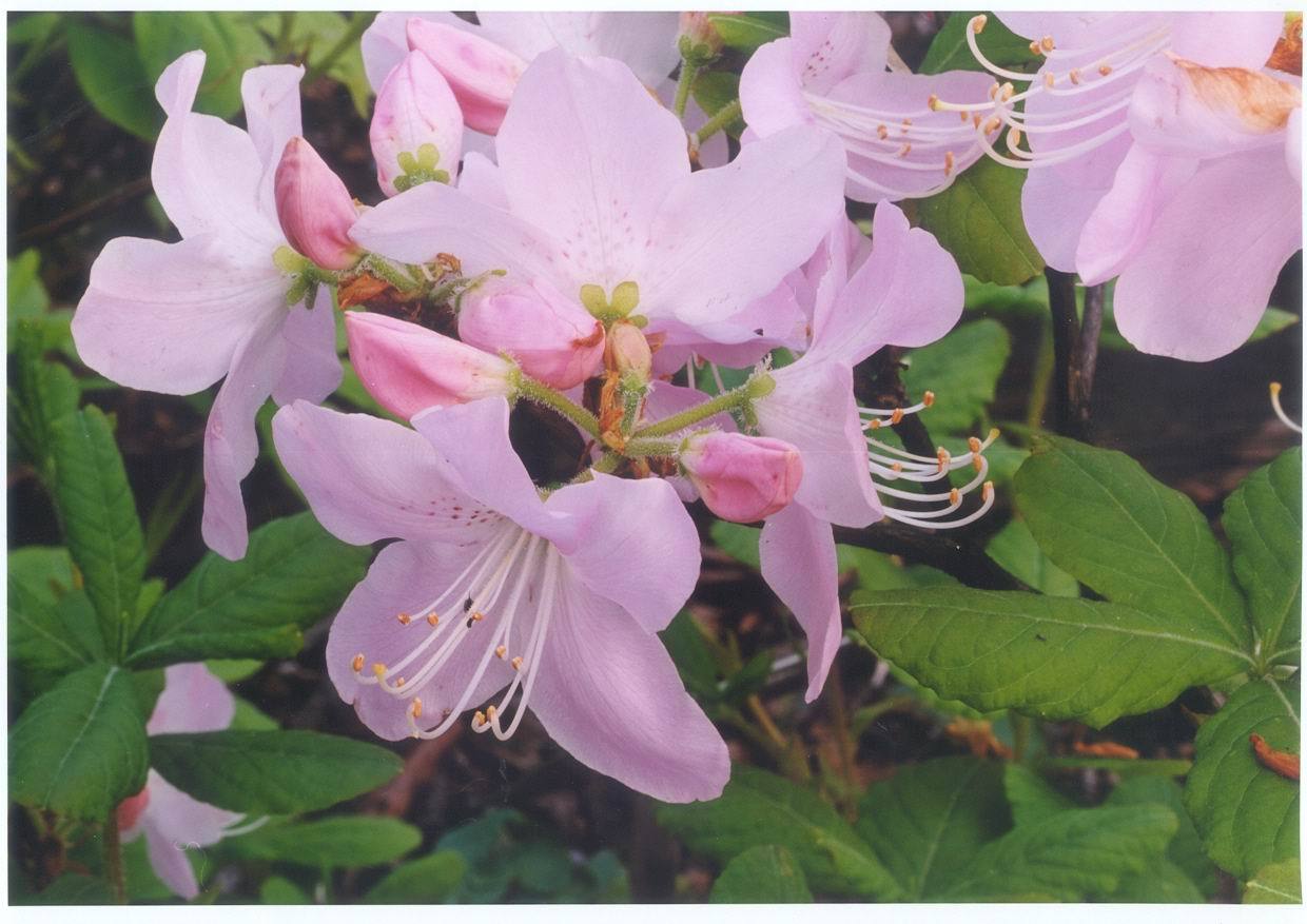 Royal Azalea, Rhododendron schlippenbachii, Seeds (Showy, Fragrant ...