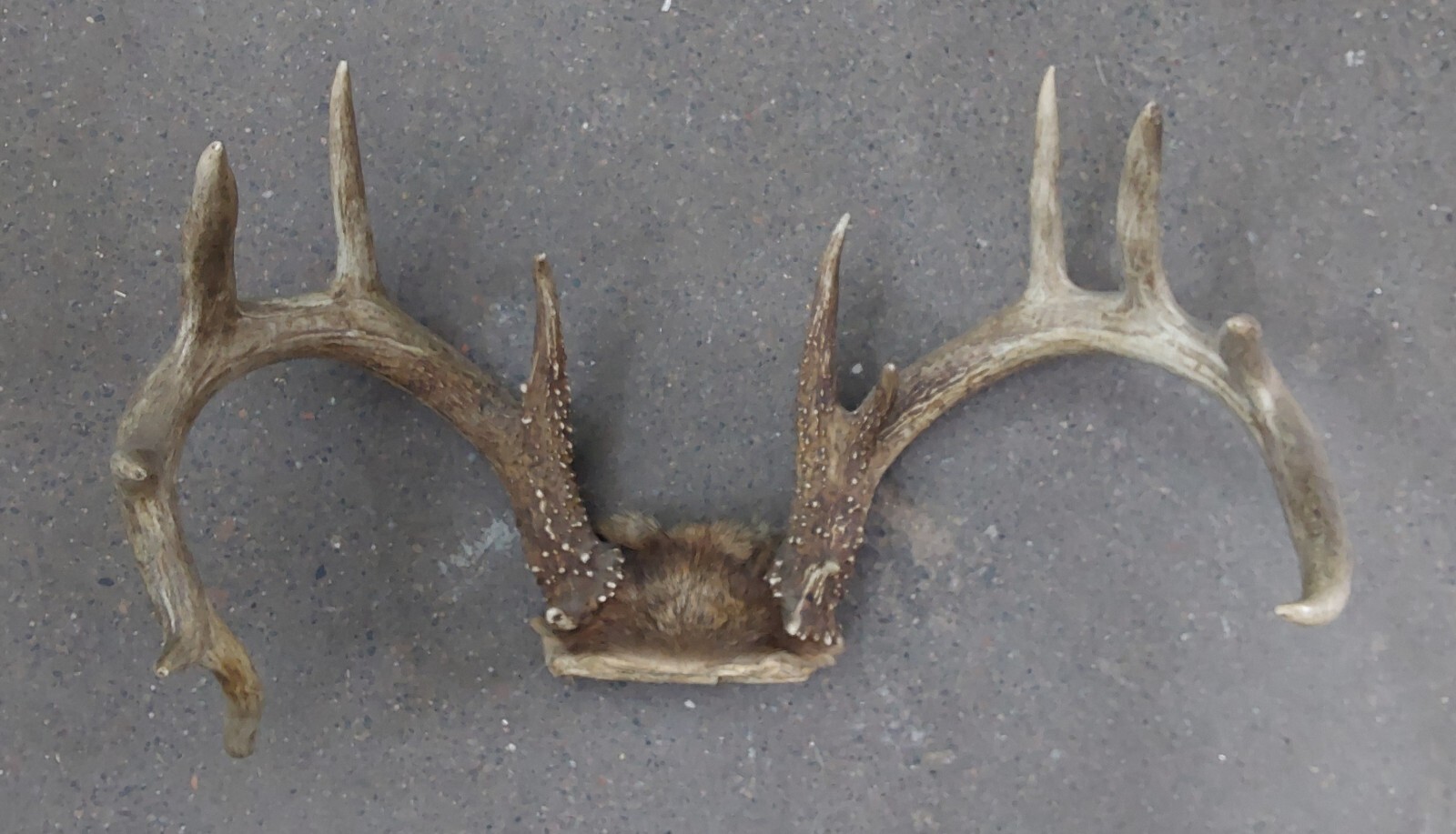 HUGE 157" MINNESOTA DEER DROP TINE ANTLERS TAXIDERMY MOUNT HORNS SHED ...