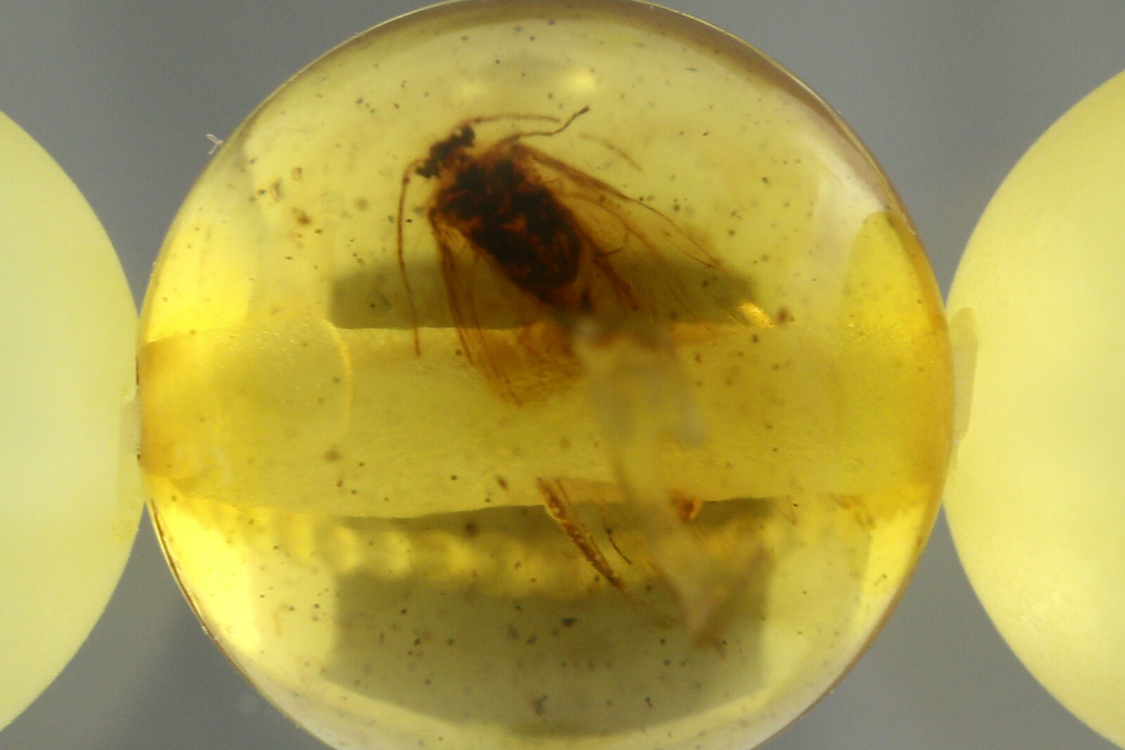 Genuine BALTIC AMBER Unpolished Opaque ROUND Beads Fossil Bracelet 6.2g ...