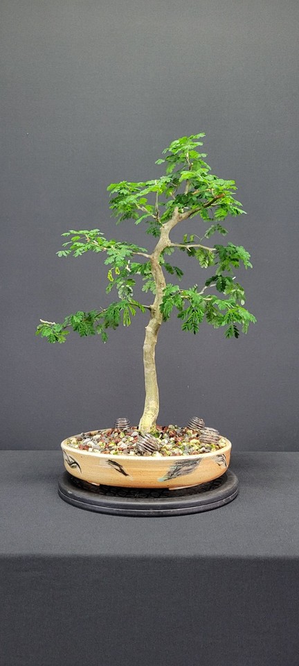 Flowering Brazilian Raintree Bonsai 12"H Indoor/outdoor Pithecellobium ...