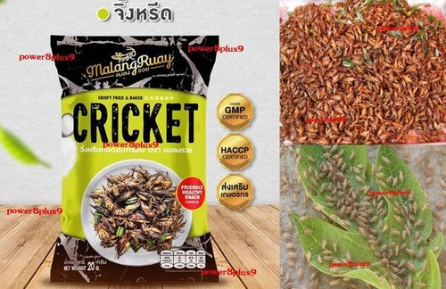 5 Thai Snack Edible Bug Cricket Insect Farm BBQ Protien Pizza Vegie ...