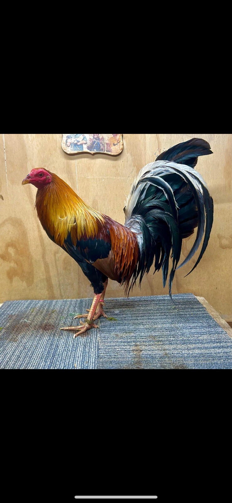 12 PURE GENE BATIA SWEATER Gamefowl HATCHING EGGS. Fresh And Incubator ...