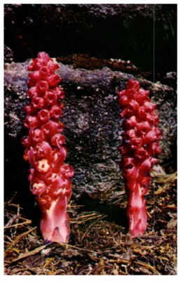 Snow Plant In Sequoia And Kings Canyon Natl Parks Cactus Postcard ...