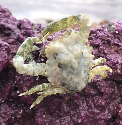 Pitho Crabs- 5 Pack_ Cleaning Crew- Saltwarer Aquarium | eBay