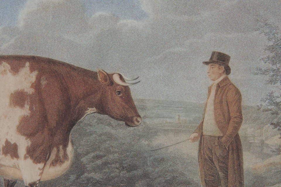 Cow Durham Ox Field Woods Edge - 8x10" Selavy - Printed Italy - NEW | eBay