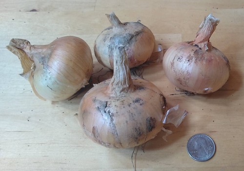 Potato Onion seeds ~ Open Pollinated Heirloom Multiplier Onions | eBay