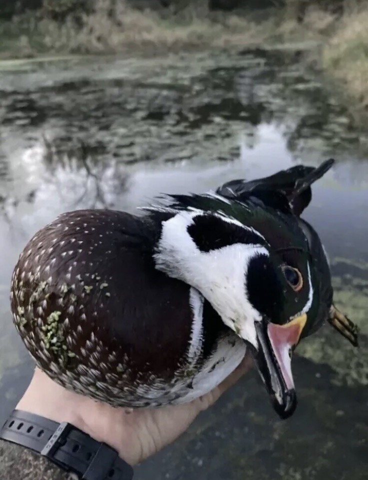 60+Drake Wood Duck Lemon Barred Flank Feathers Fly Tying Please Read ...