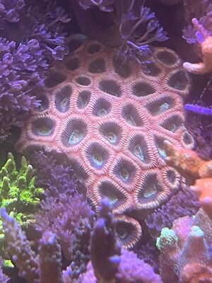 Pink Prism Favia Coral Per polyp | eBay