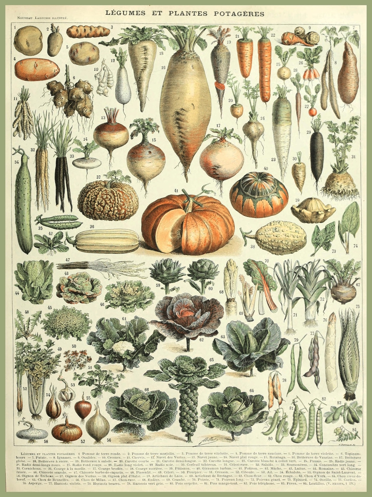 8334.Decoration Poster.Home Room wall design art print.Legumes Science ...