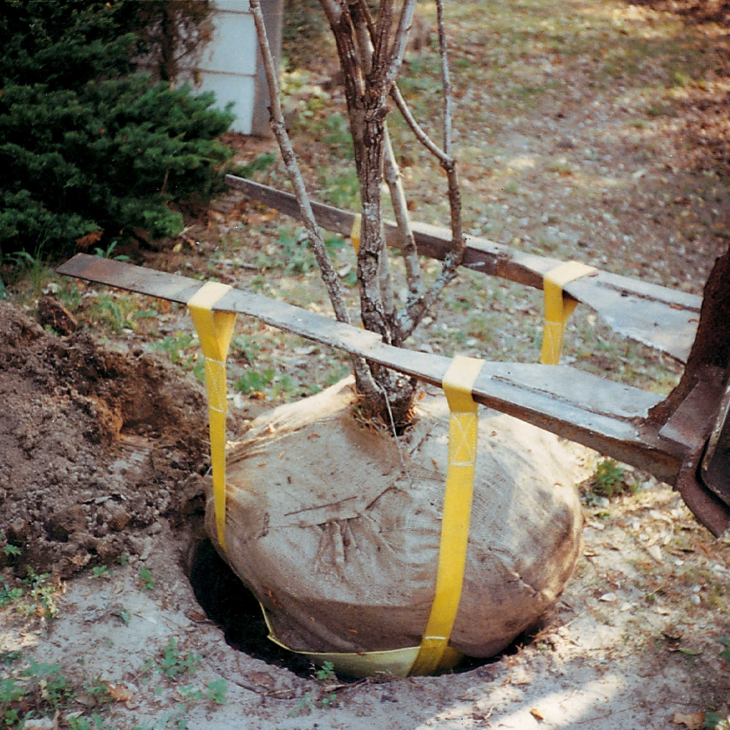 54” to 66” in Dia. Tree Tote Sling Fits Root Balls | eBay