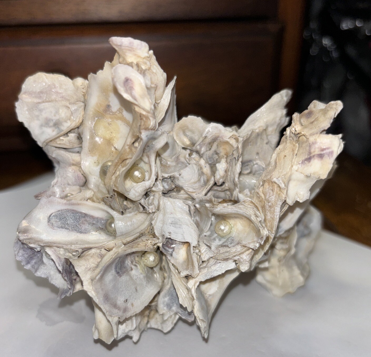 Oyster and Barnacle Shell Cluster Sculpture RARE - Unique Beach Decor w ...