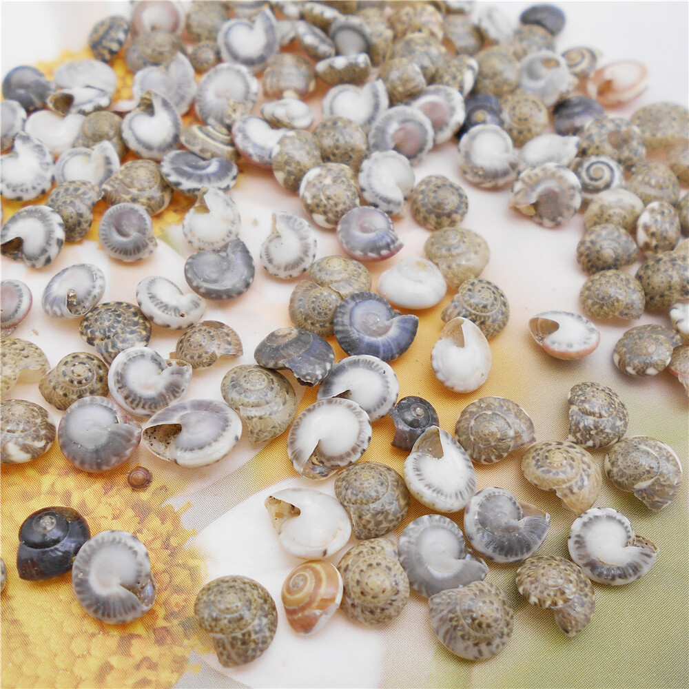 200pcs Tiny Snail Shells Swirl Conch Seashells For Crafts Nautical ...