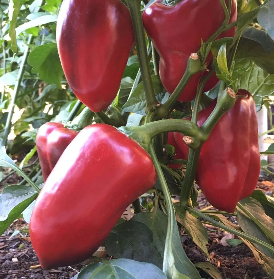 120+ GIANT RED BELL PEPPER SEEDS - SWEET - HEIRLOOM - ORGANIC - NON GMO ...