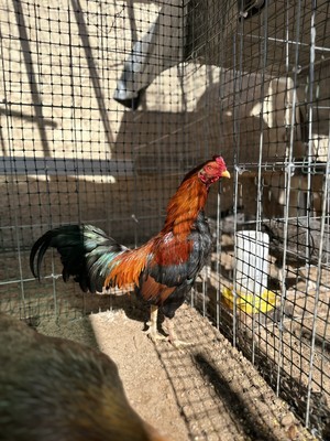 Livestock Supplies - Gamefowl Hatching Eggs