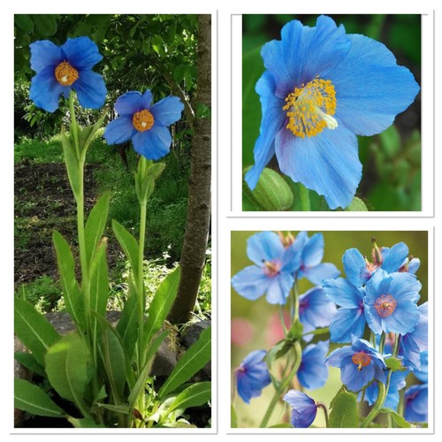 Himalayan Blue Poppy! Fresh Seeds Grows Upto 3ft Tall! Hardy Perennial ...
