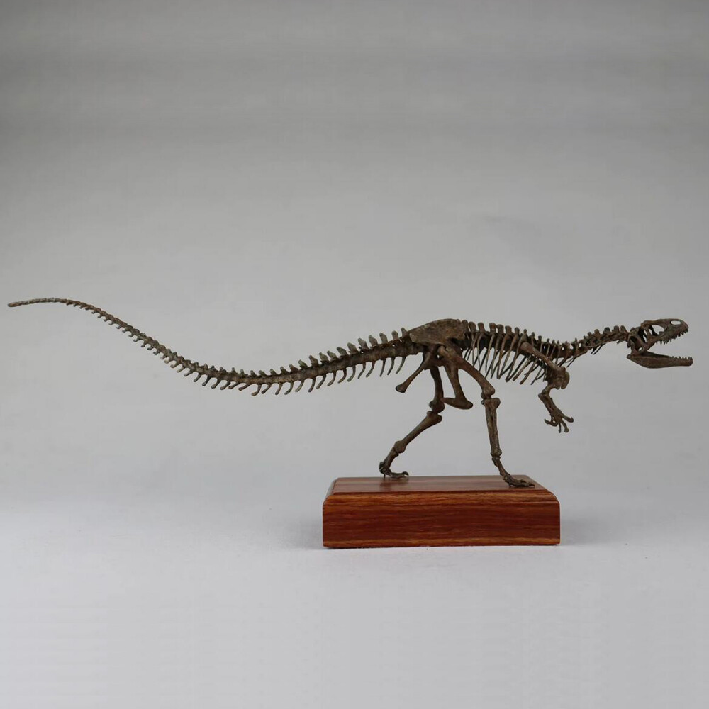 Allosaurus Skeleton Model