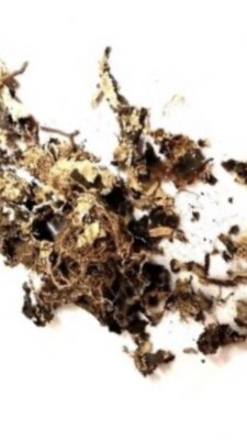 19g Dagarful Kalpasi Stone Flower Dagar na Phool Indian Cooking seal ...