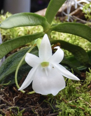 Angraecum equitans miniature orchid species Madagascar seedling | eBay