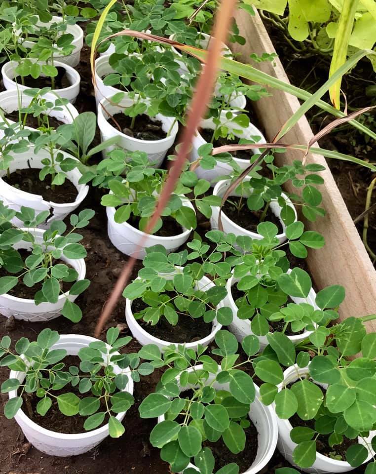 12"+ Grown Moringa Oleifera Plant Mature Edible Leaves Tree Potted | eBay