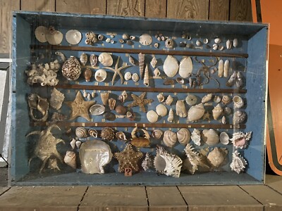Unique Antique Sea Shell Collecting | eBay
