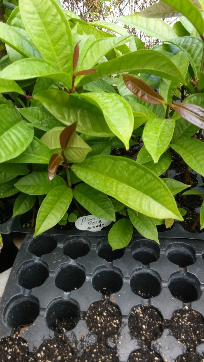 Arvore Pomarosa Fruit Paradise Red Guava #fruitlover #asmr