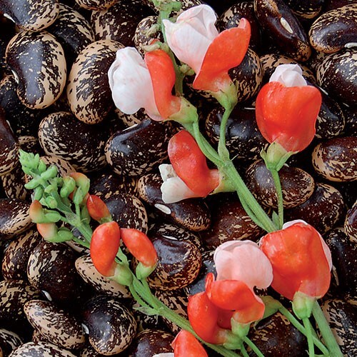 2-OZ PAINTED LADY Runner Bean Seeds/Bi-Color Flowers/ornamental edible ...