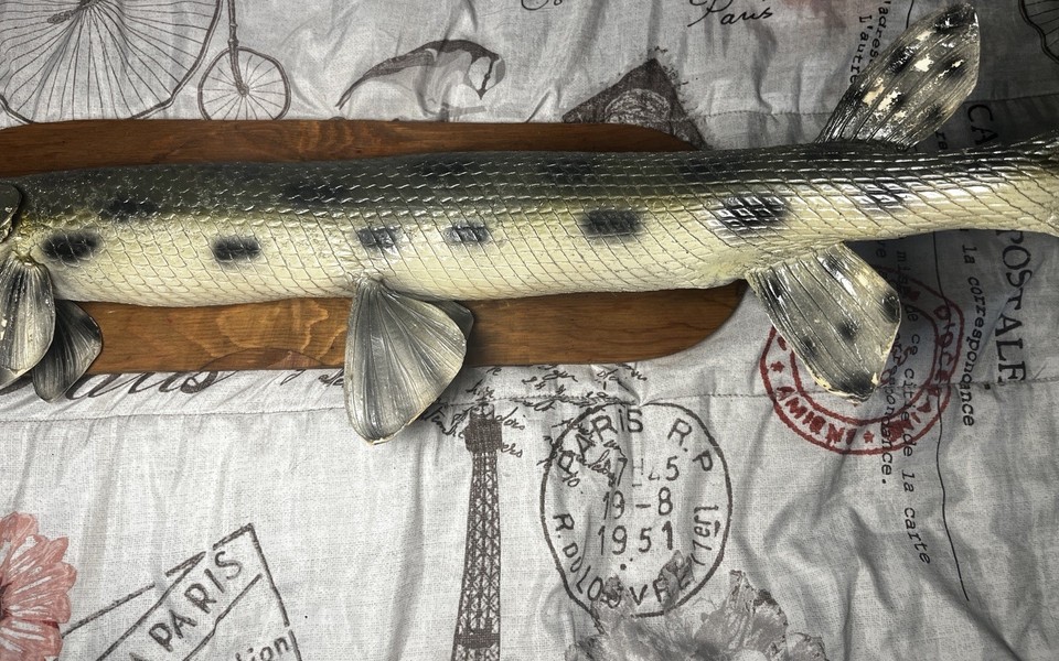 38 + Inch Longnose Gar Half Mount Mounted Fish Replica Taxidermy ...