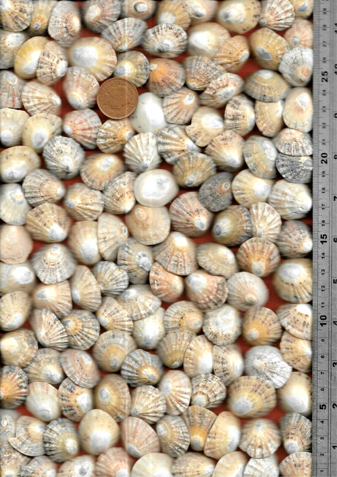 127 UK NORTH SEA Scottish BROKEN LIMPET sea shell pieces 350g Ocean Art ...