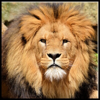 30 Custom Simple Lion Art Personalized Address Labels | eBay