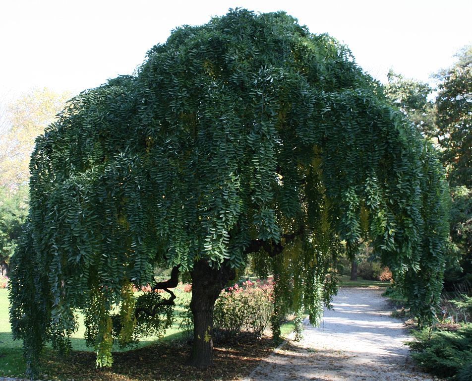 Japanese Pagoda Tree