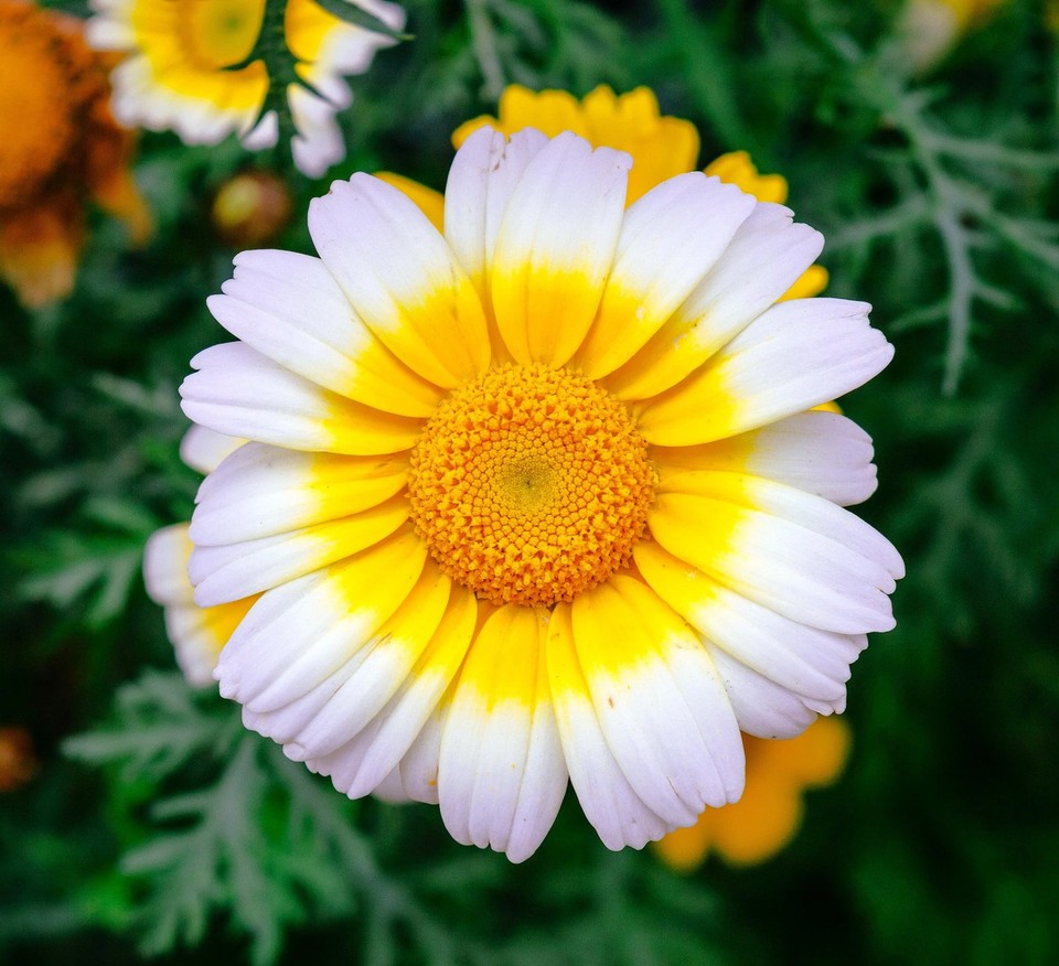 Garland Crown Daisy Seeds - For 2025 Planting Yellow White ...