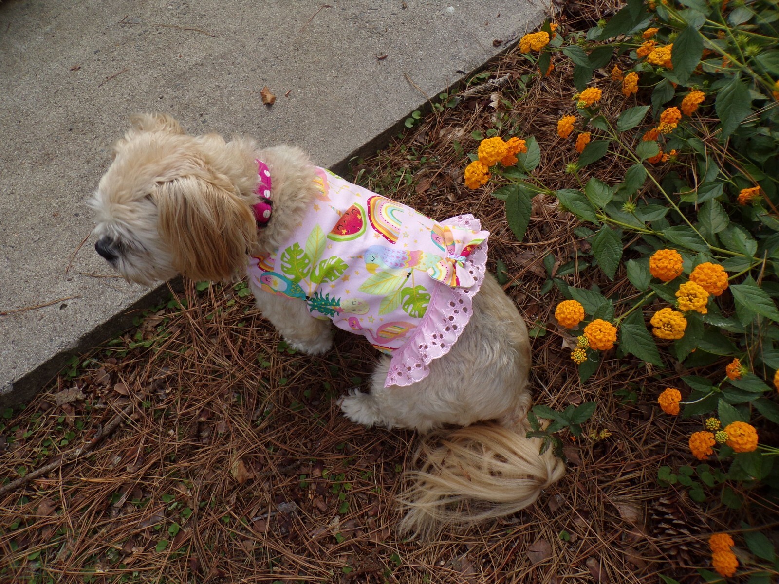 homemade girl dog shirt ruffled,bow, tropical cuties,Medium*(read size ...