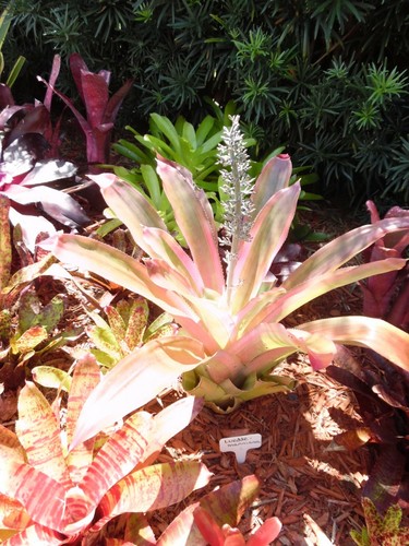 Aechmea LUEDDEMANNIANA MEND Bromeliad one tropical plant *BIG* | eBay