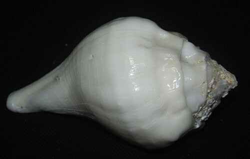 106 mm BODY FREAK Turbinella Pyrum Chank Seashell #A1 GREAT PATTERN ...